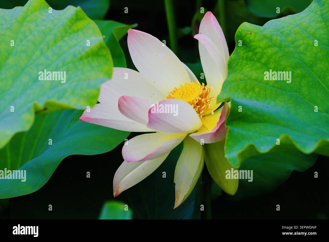 Lotus flowers bloom at Beijing's Lianhuachi Park as summer rain ...