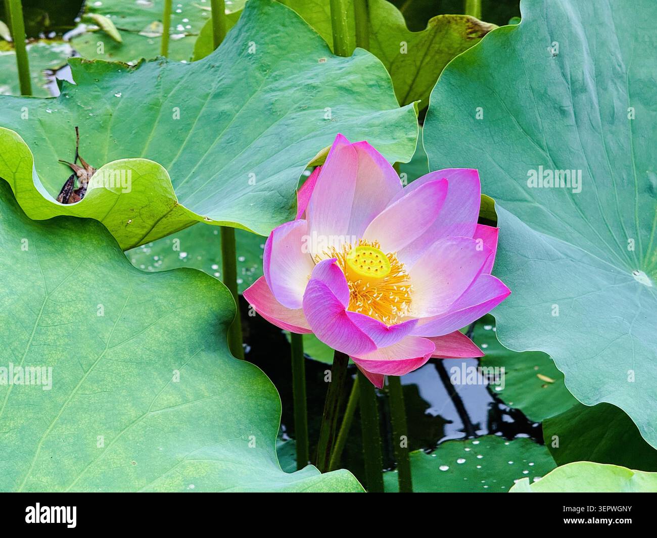 Lotus flowers bloom at Beijing's Lianhuachi Park as summer rain ...