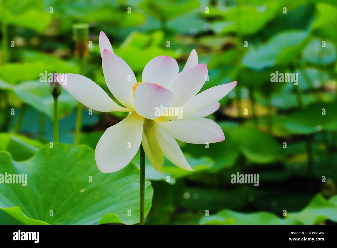 Lotus flowers bloom at Beijing's Lianhuachi Park as summer rain ...