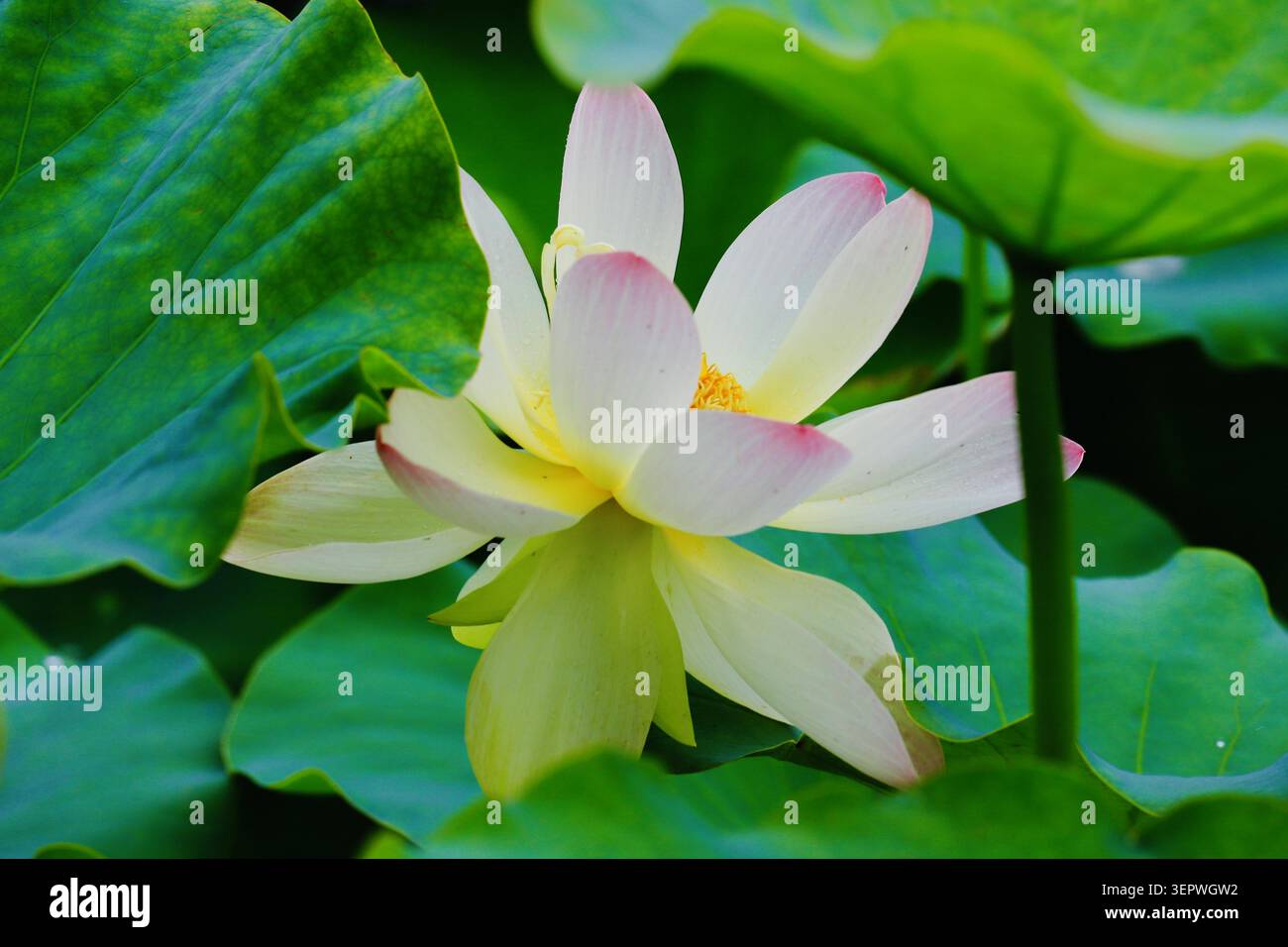 Lotus flowers bloom at Beijing's Lianhuachi Park as summer rain ...