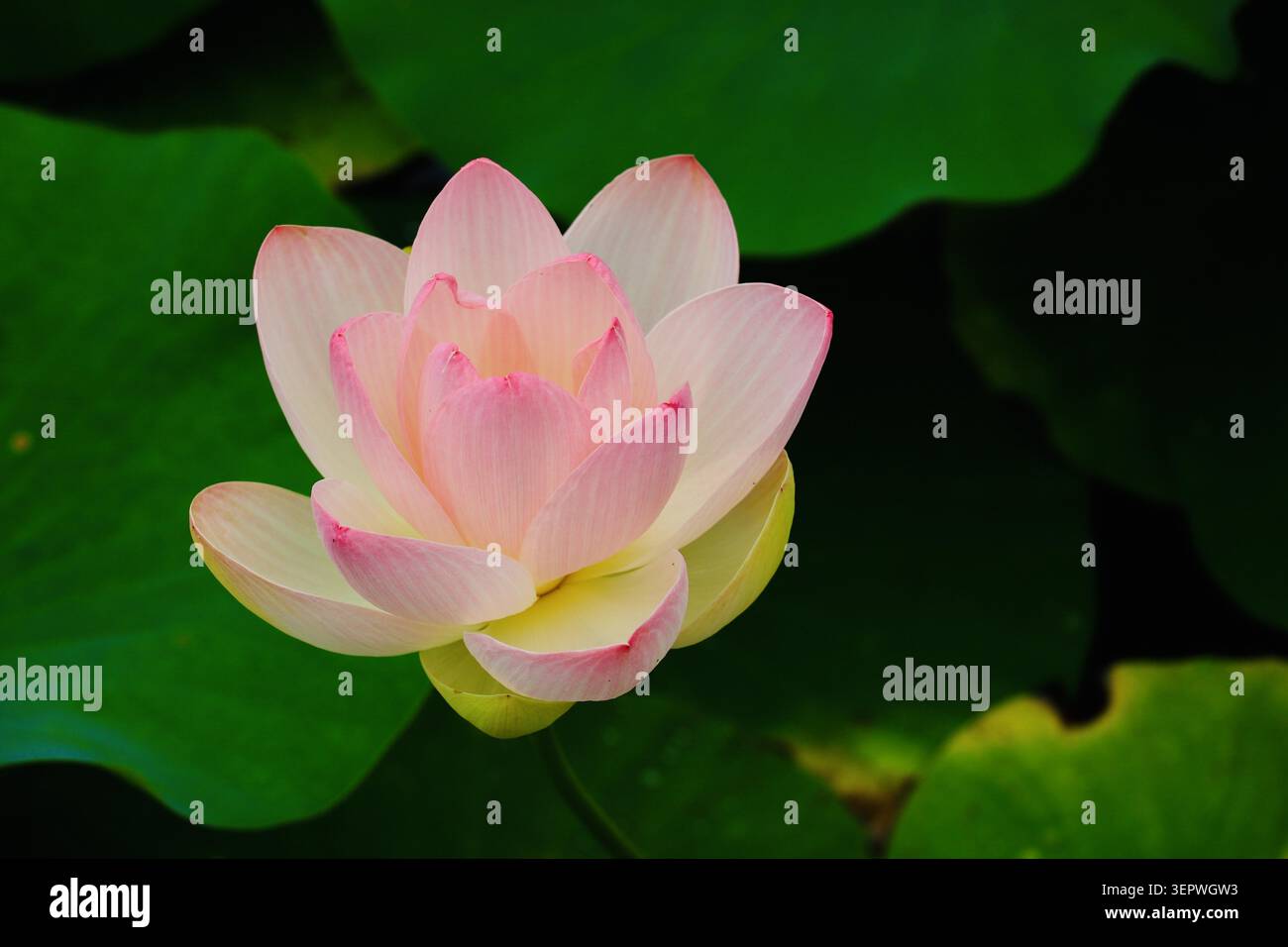 Lotus flowers bloom at Beijing's Lianhuachi Park as summer rain ...