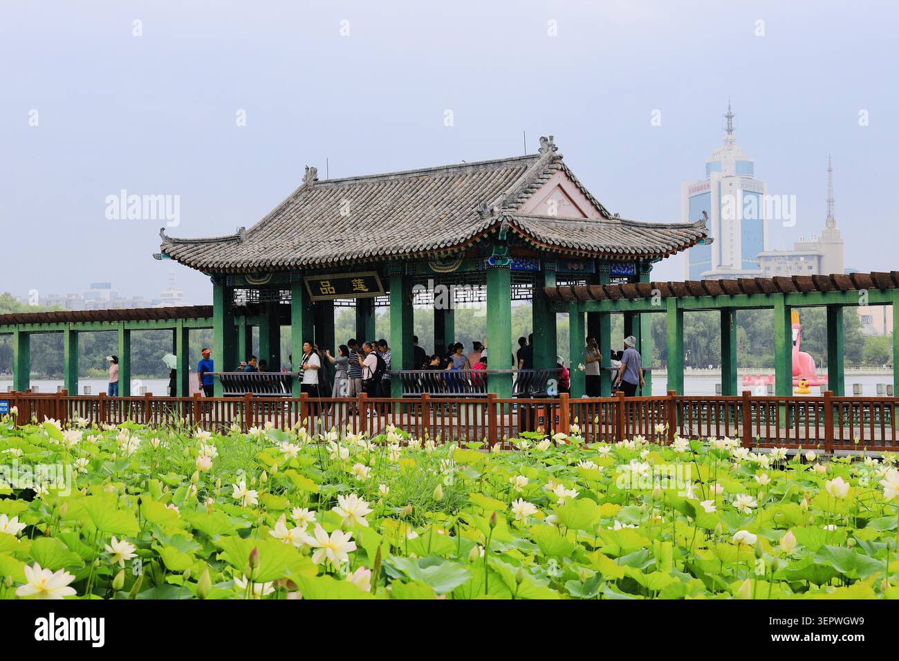 Lotus flowers bloom at Beijing's Lianhuachi Park as summer rain ...