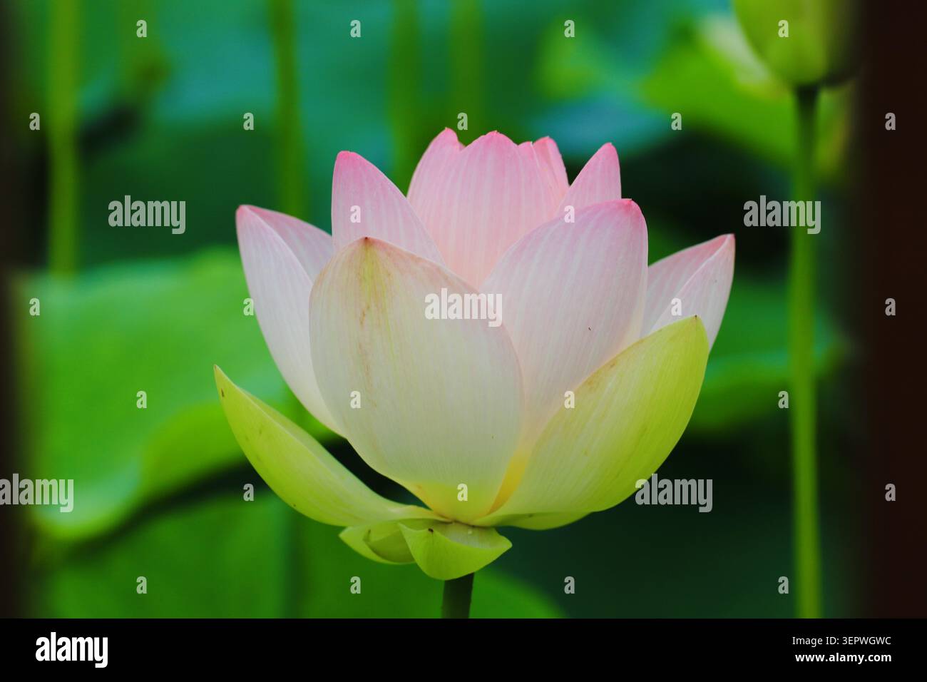Lotus flowers bloom at Beijing's Lianhuachi Park as summer rain ...