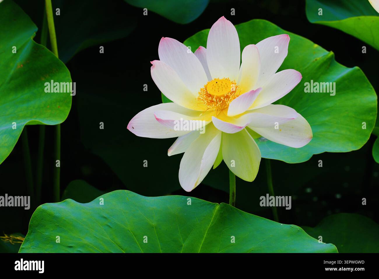 Lotus flowers bloom at Beijing's Lianhuachi Park as summer rain ...