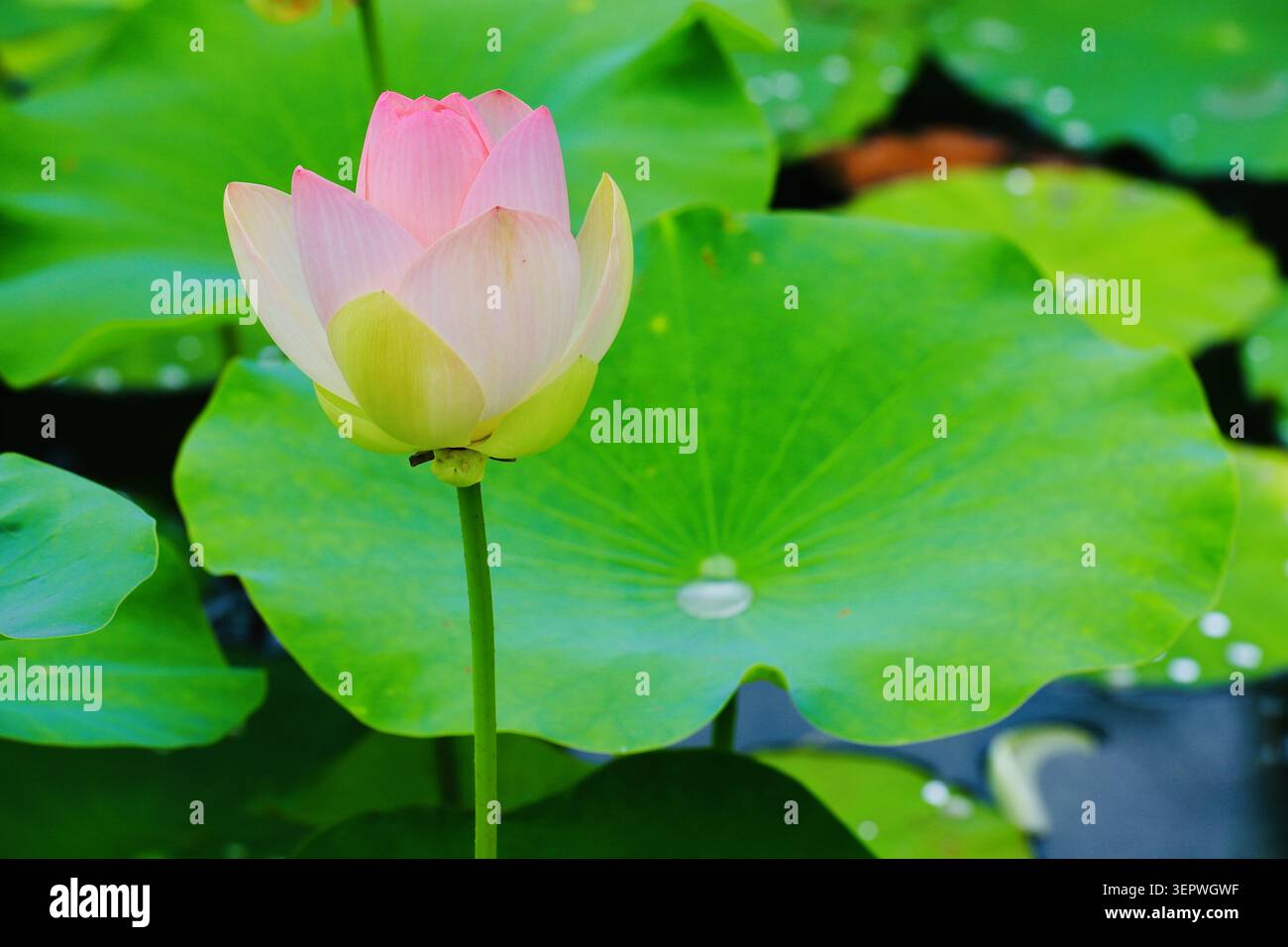 Lotus flowers bloom at Beijing's Lianhuachi Park as summer rain ...