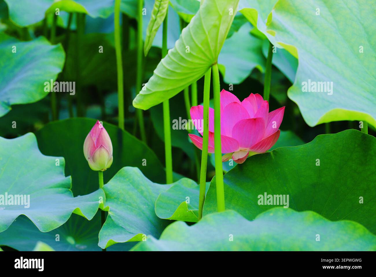 Lotus flowers bloom at Beijing's Lianhuachi Park as summer rain ...
