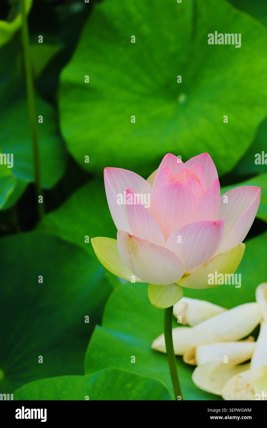Lotus flowers bloom at Beijing's Lianhuachi Park as summer rain ...