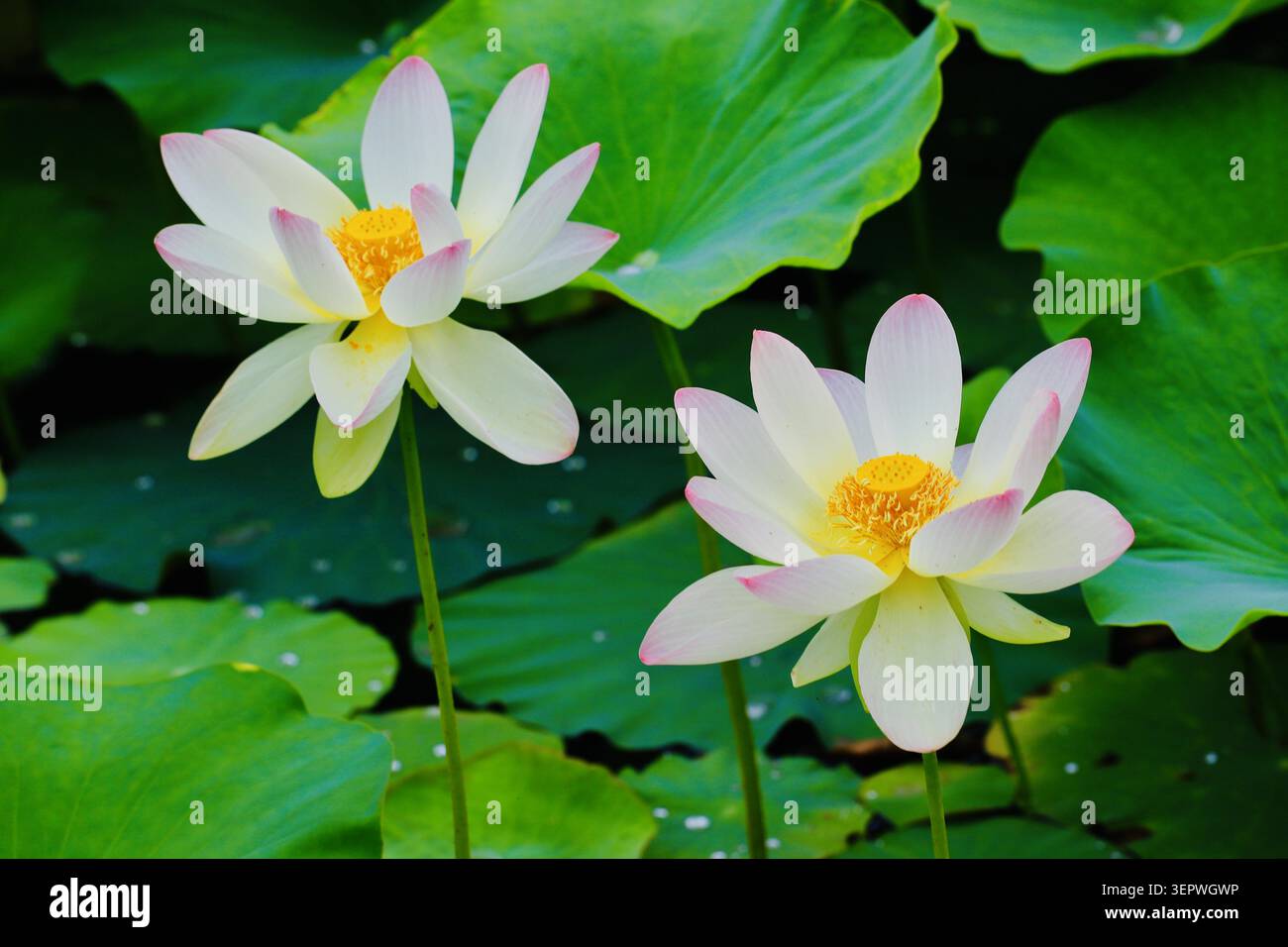 Lotus flowers bloom at Beijing's Lianhuachi Park as summer rain ...