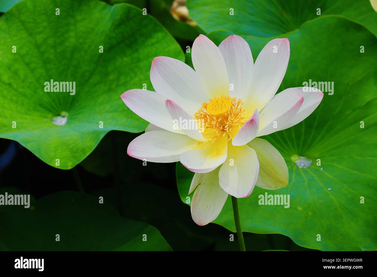 Lotus flowers bloom at Beijing's Lianhuachi Park as summer rain ...