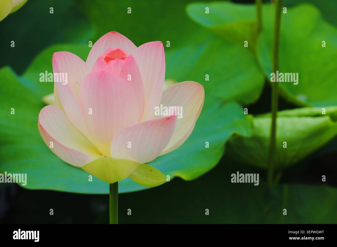 Lotus flowers bloom at Beijing's Lianhuachi Park as summer rain ...