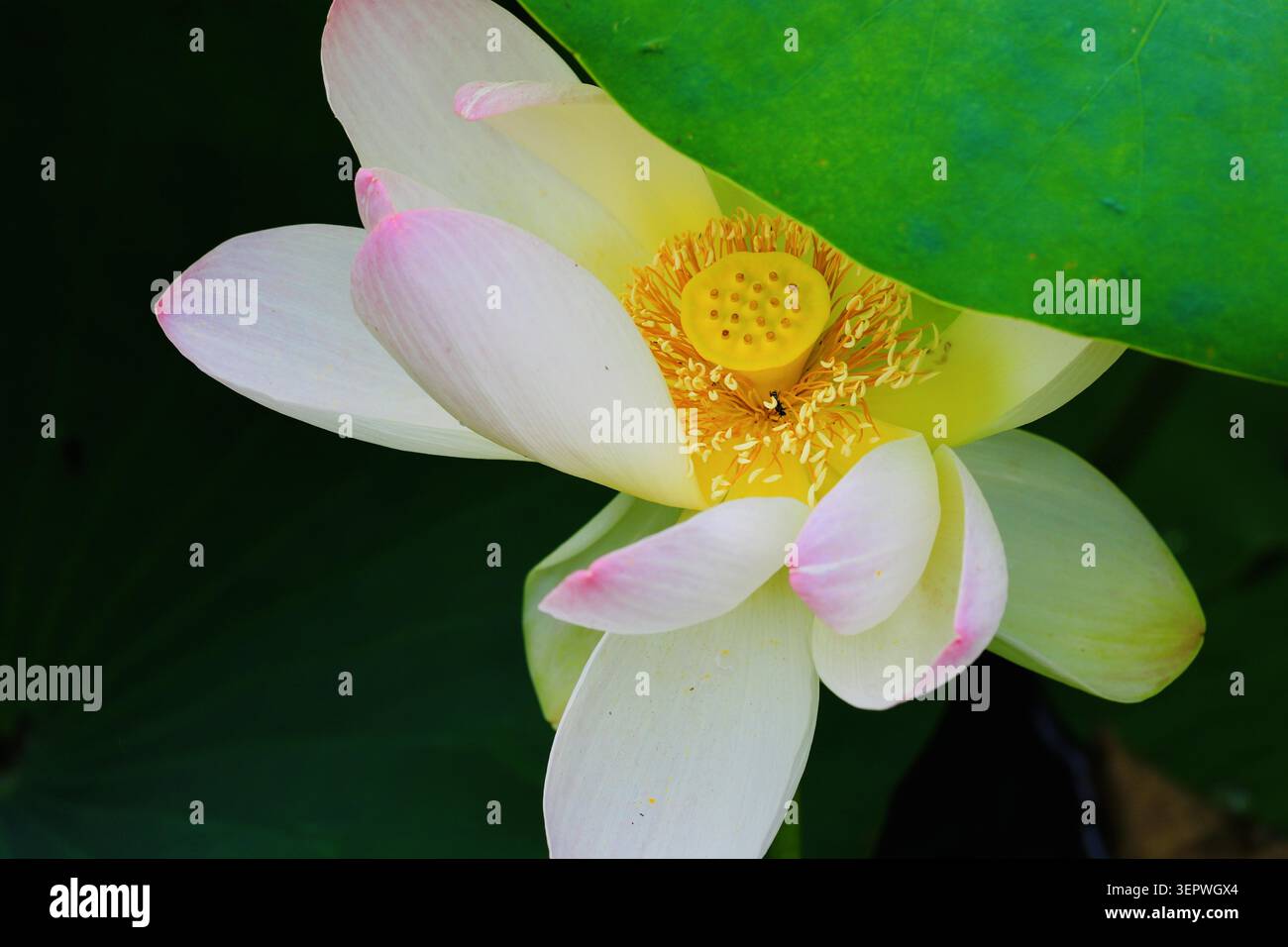 Lotus flowers bloom at Beijing's Lianhuachi Park as summer rain ...