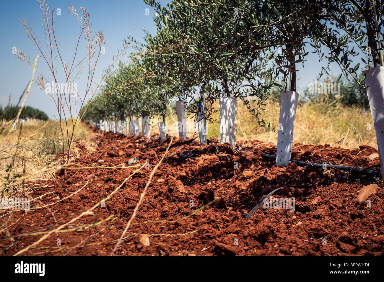 Carmona, Andalusia, Spain. June 15, 2026. A vast field of newly planted ...
