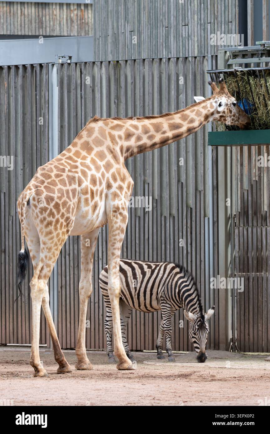 16 June 2026, Saxony, Dresden: A giraffe and a zebra stand in their ...