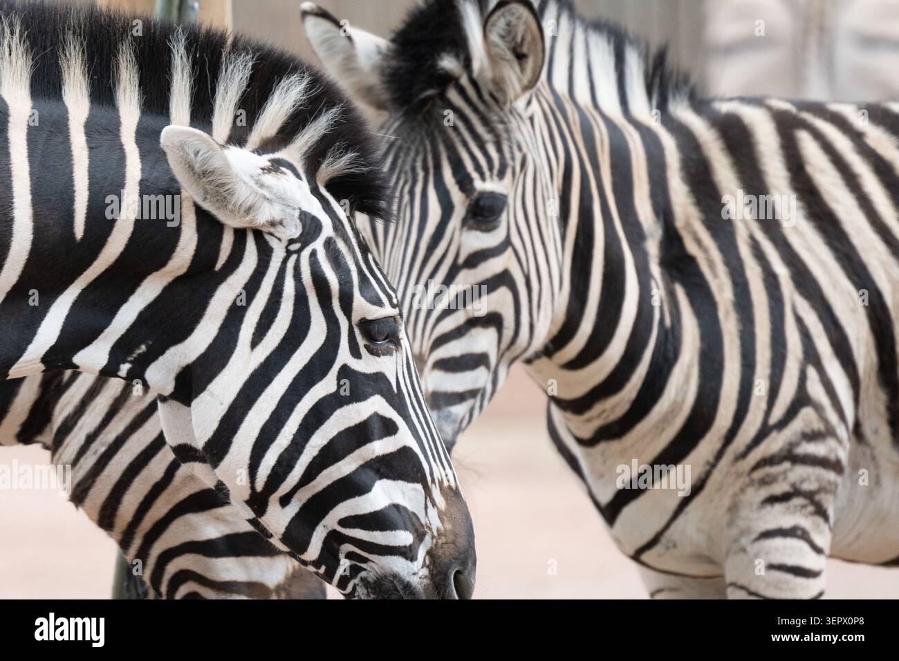16 June 2026, Saxony, Dresden: Zebras are now in their expanded ...
