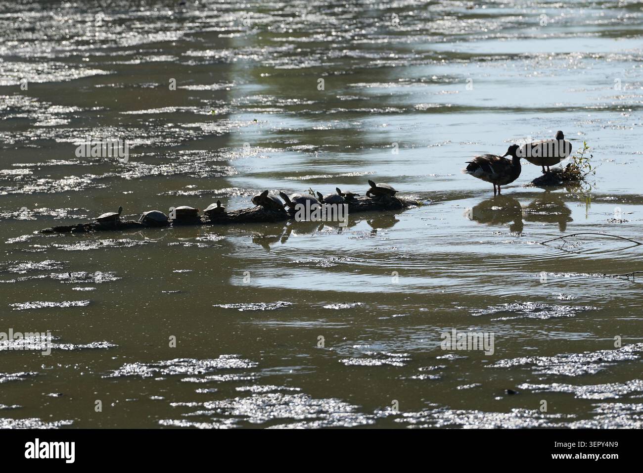 Turtles and ducks perch on a log and float at the Sava river in ...