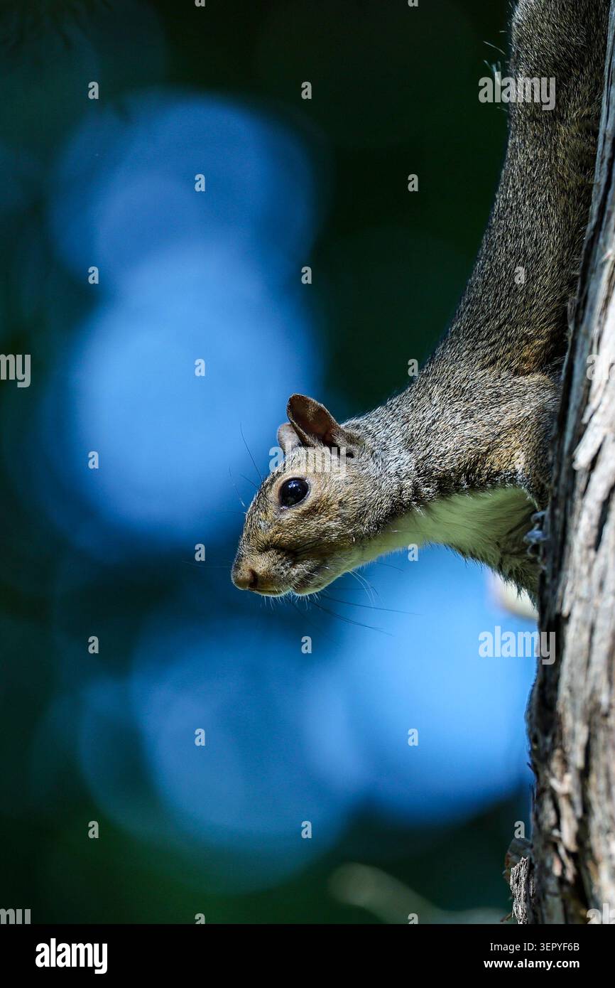 11 June 2026, USA, Winston-Salem: A squirrel is climbing a tree not far ...