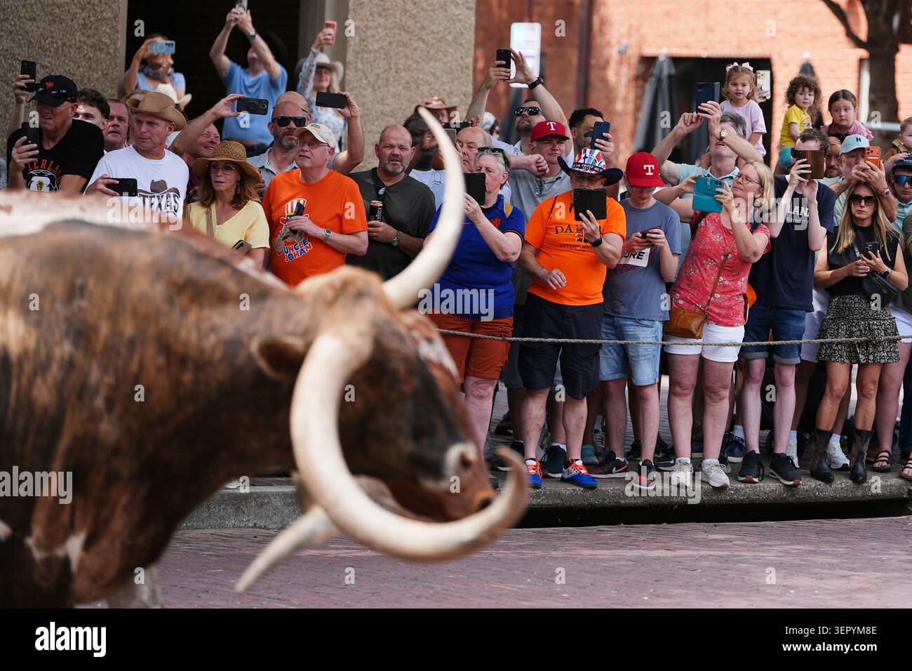 A crowd looks on as longhorn cattle take part of the herd walk through ...