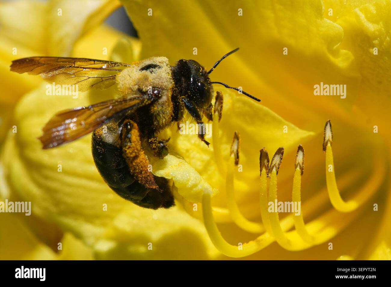 A bee gathers nectar from a daylily in Glenside, Pa., Tuesday, June 16 ...