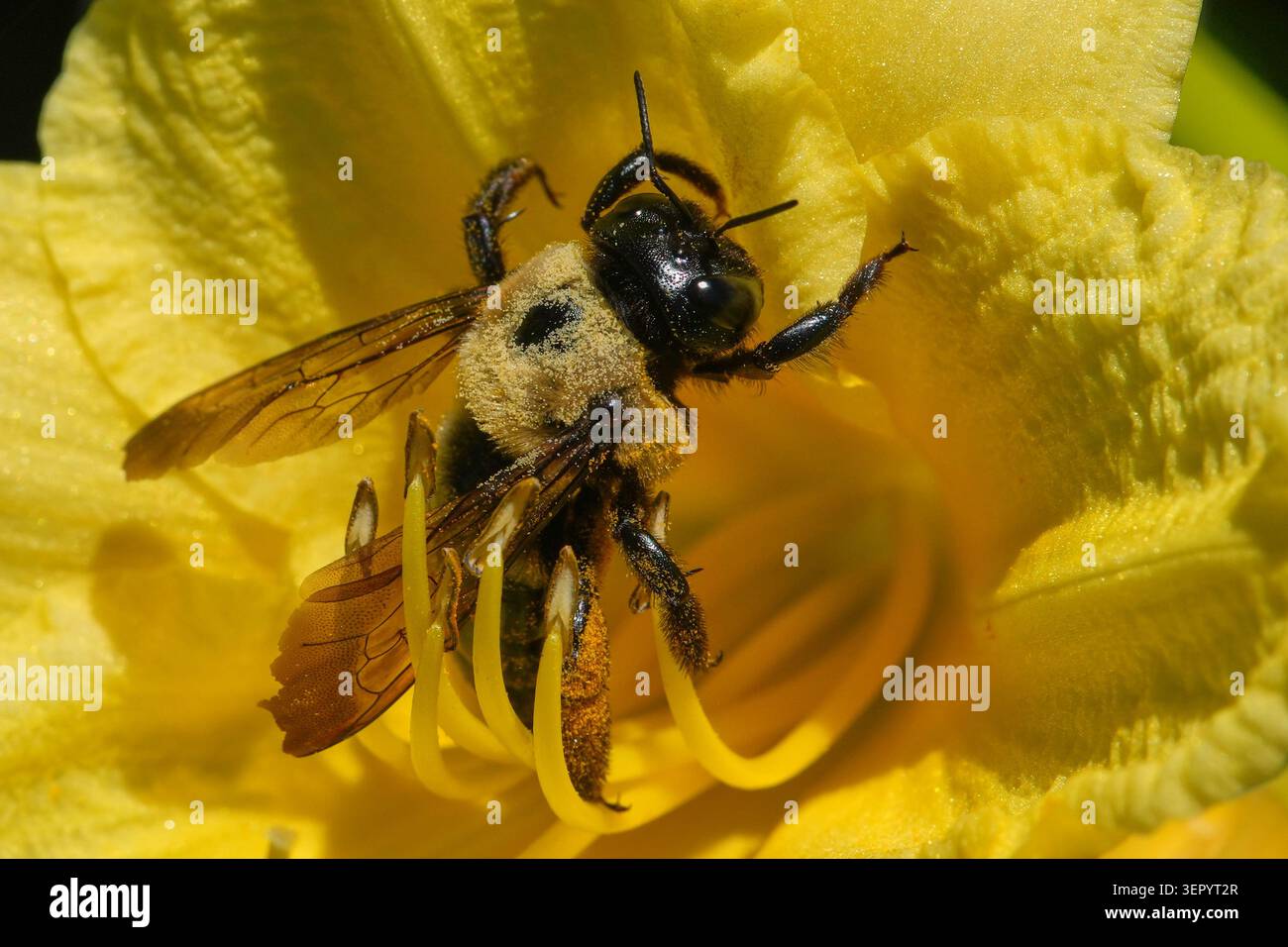 A bee gathers nectar from a daylily in Glenside, Pa., Tuesday, June 16 ...