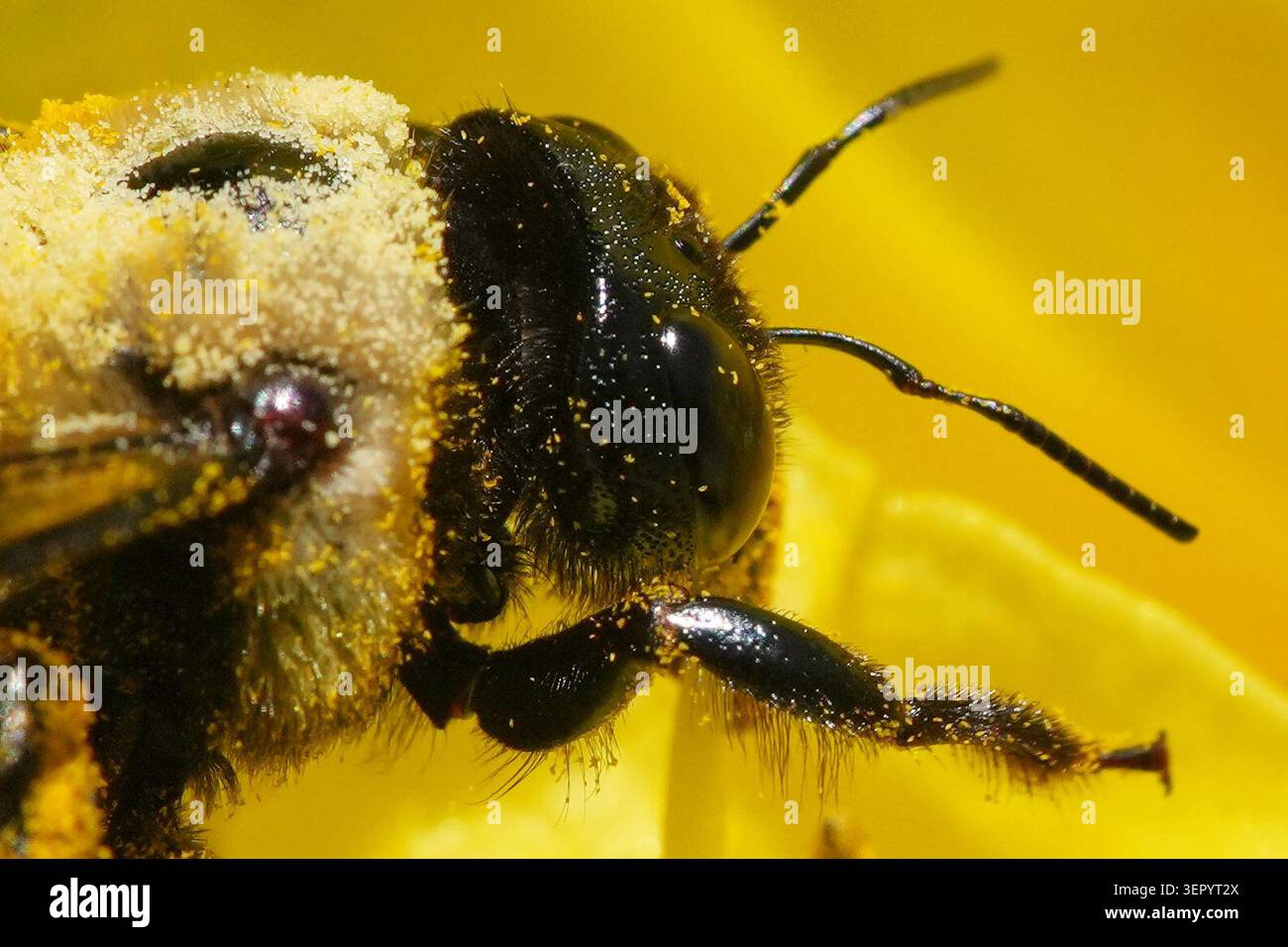 A bee gathers nectar from a daylily in Glenside, Pa., Tuesday, June 16 ...