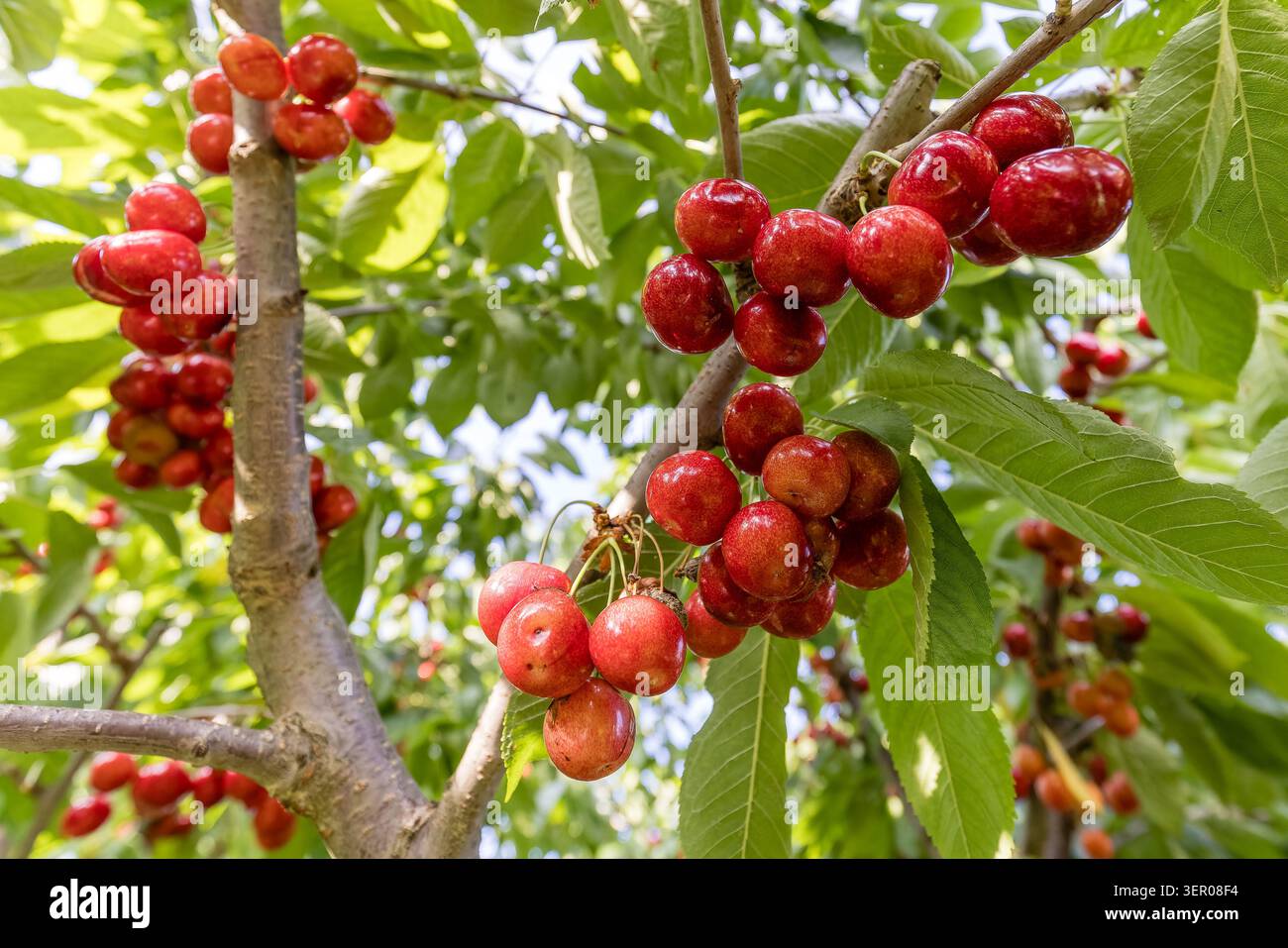 16 June 2026, Brandenburg, Leuthen: Sweet cherries grow on trees. The ...