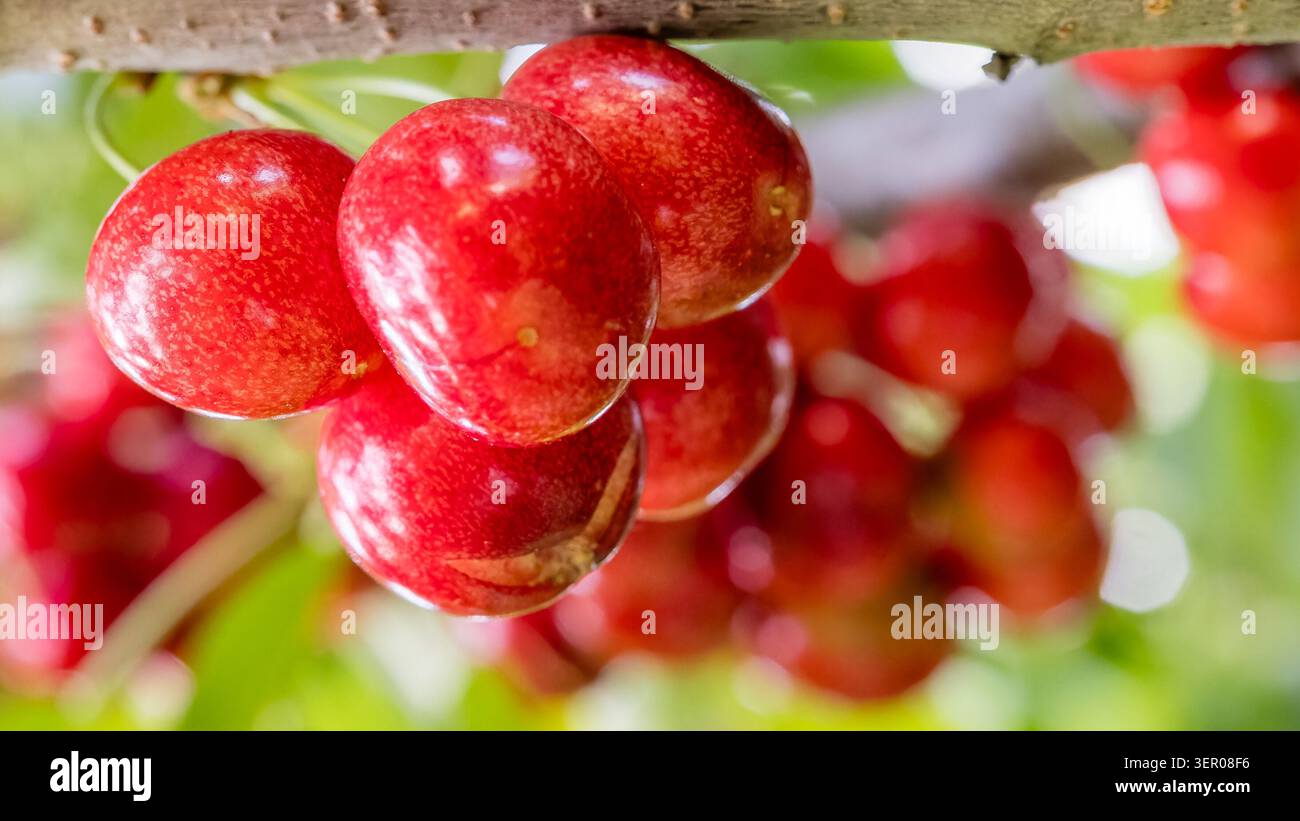 16 June 2026, Brandenburg, Leuthen: Sweet cherries grow on trees. The ...
