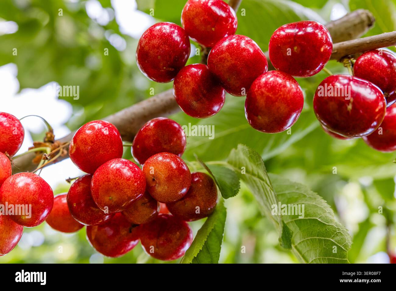 16 June 2026, Brandenburg, Leuthen: Sweet cherries grow on trees. The ...