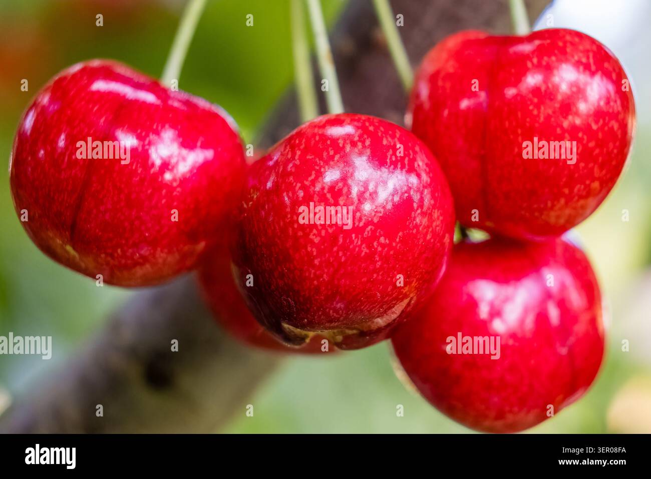 16 June 2026, Brandenburg, Leuthen: Sweet cherries grow on trees. The ...