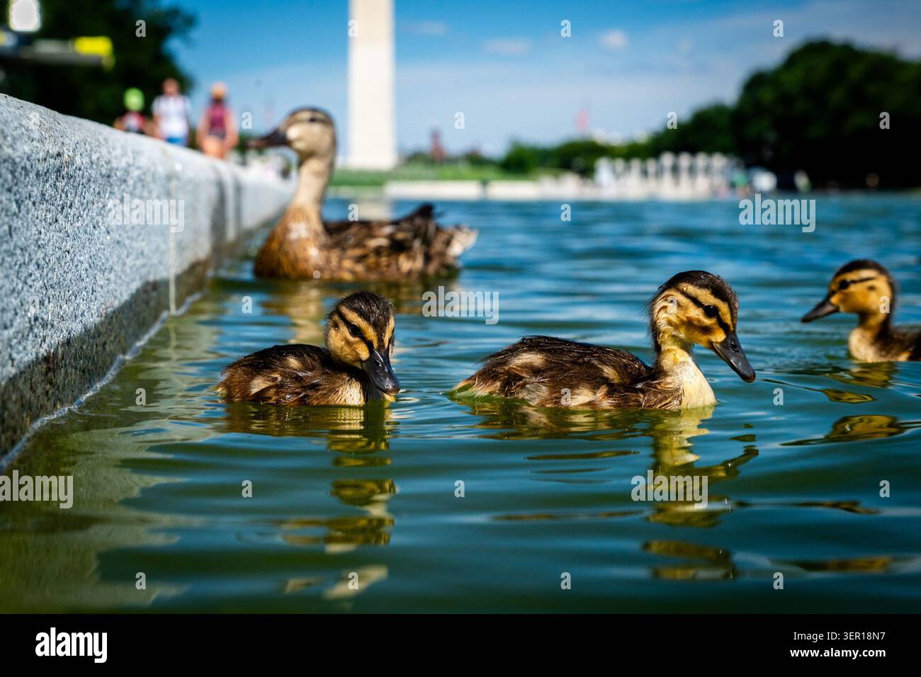 A family of ducks swims amongst algae in the Lincoln Memorial Pool in ...