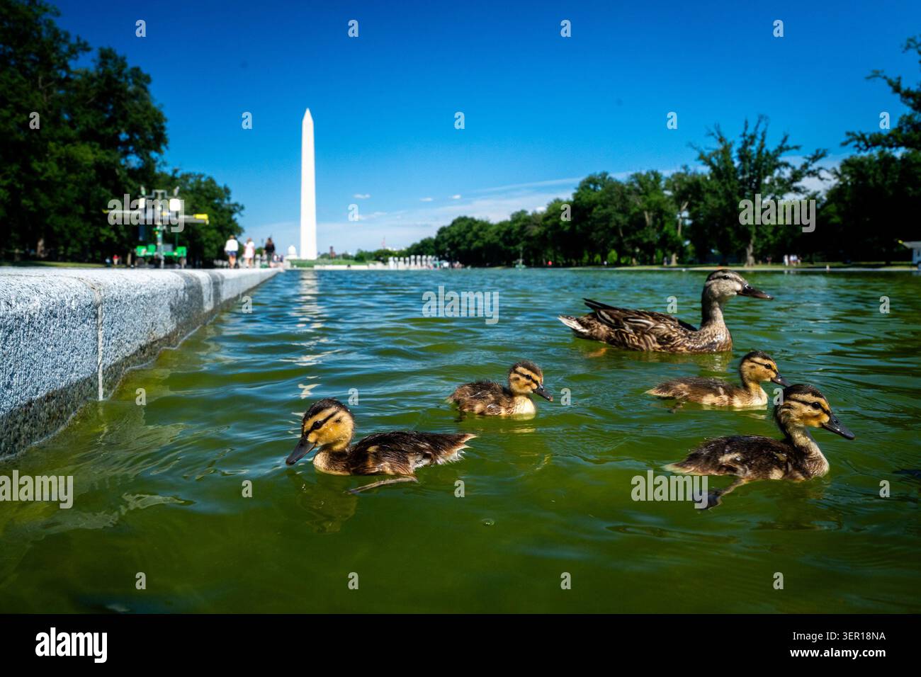 A family of ducks swims amongst algae in the Lincoln Memorial Pool in ...
