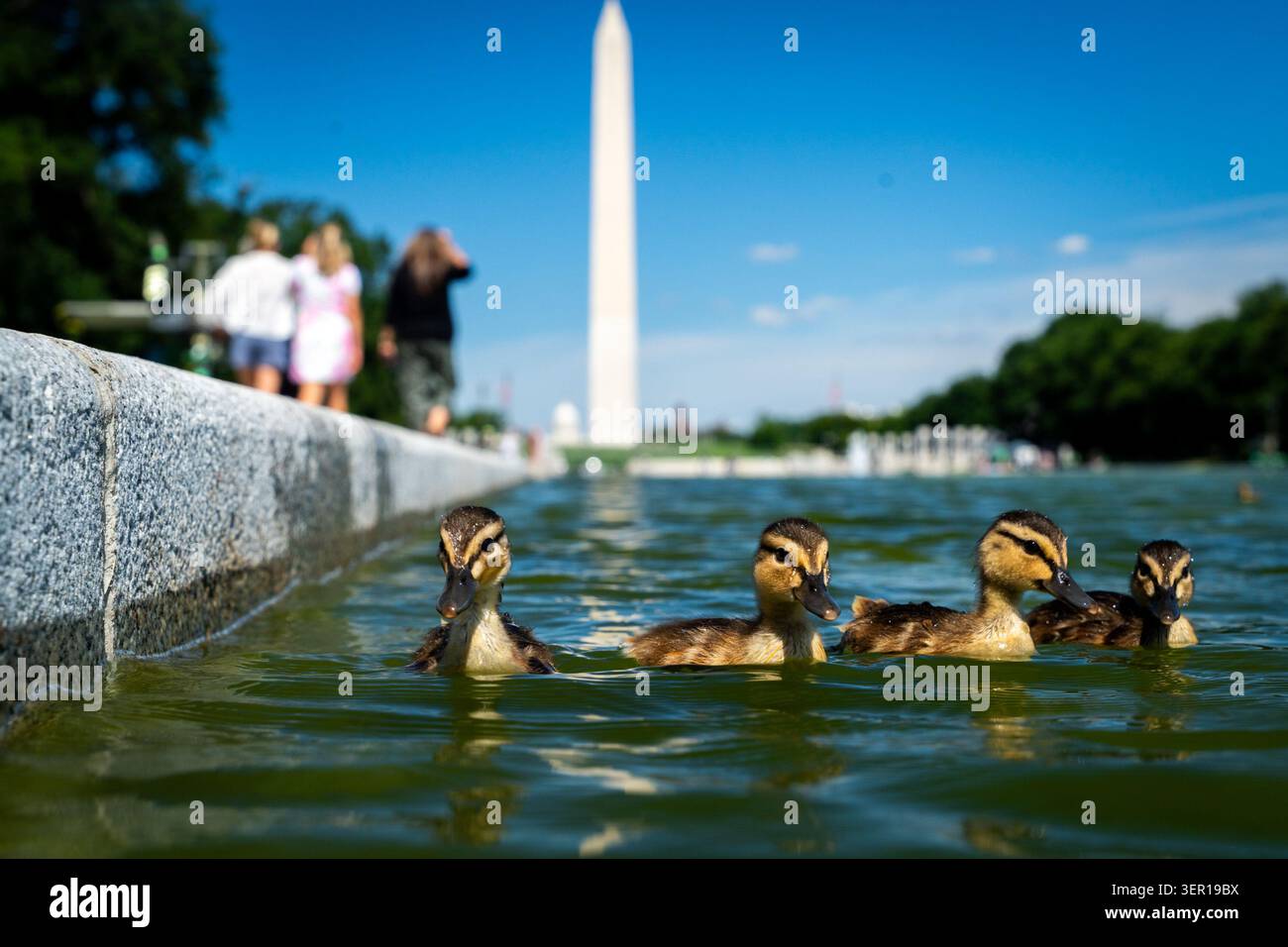 A family of ducks swims amongst algae in the Lincoln Memorial Pool in ...