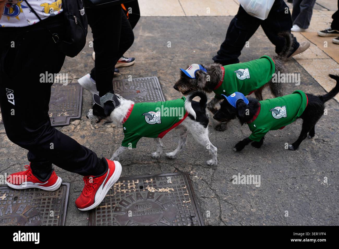 Dogs wearing Mexican national team soccer jerseys walk with their ...