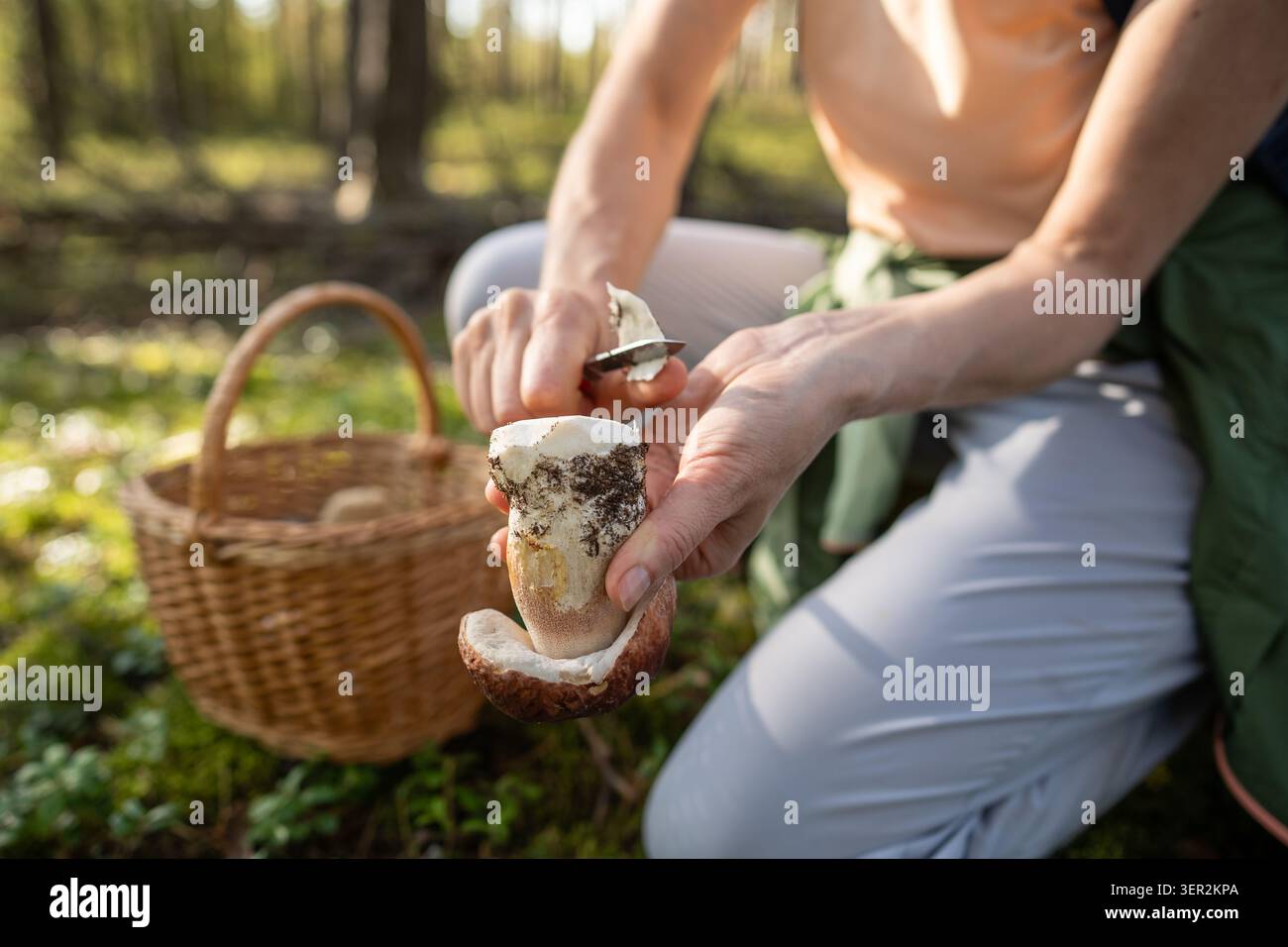 Woman forager reviews Boletus edulis mushroom for worms, cutting off ...