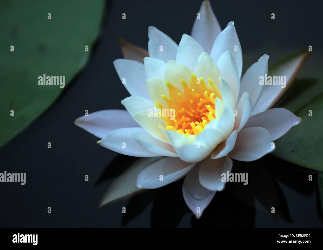 Water lilies bloom in Qingyan Garden after rain in Huai'an City, east ...