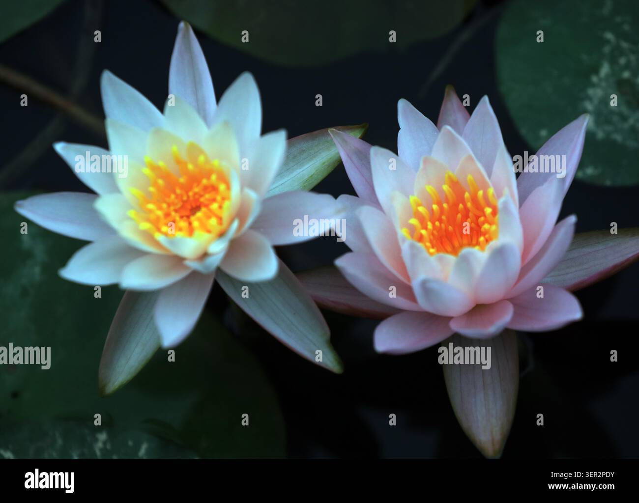 Water lilies bloom in Qingyan Garden after rain in Huai'an City, east ...