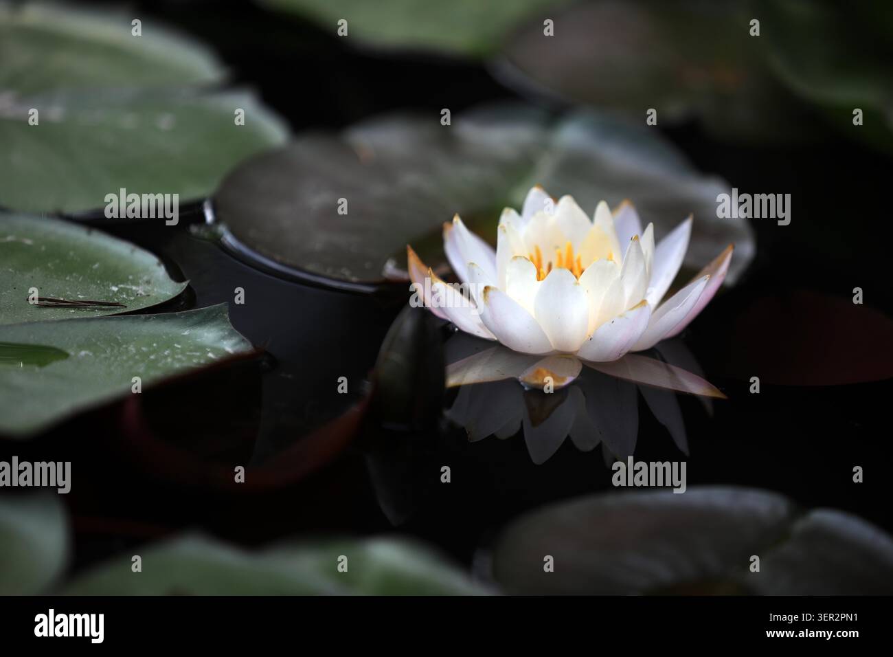 Water lilies bloom in Qingyan Garden after rain in Huai'an City, east ...