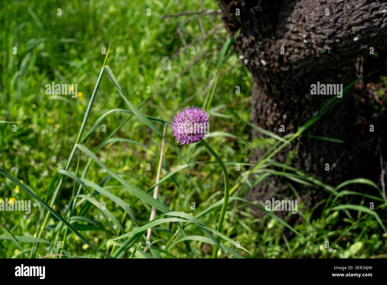 Mountain wildflower blooming near Charvak Reservoir in Chimgan ...