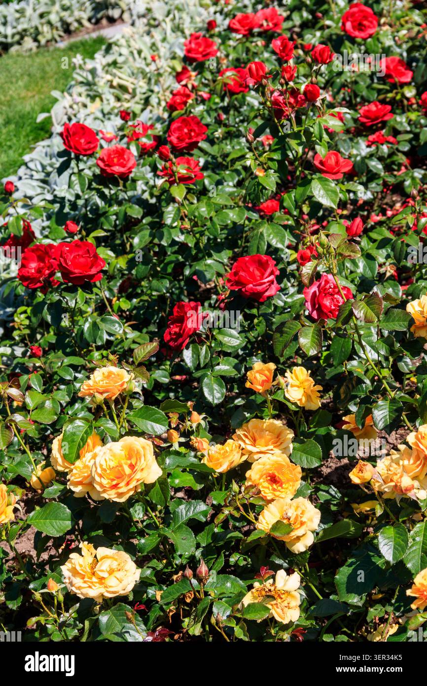 Beautiful roses on flower bed in a garden Stock Photo - Alamy