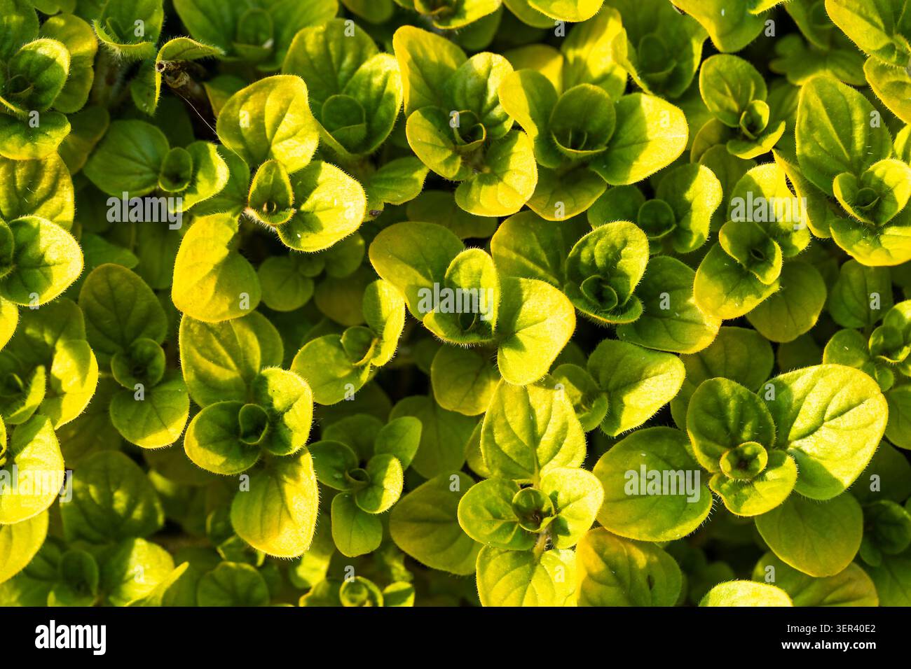 Golden Oregano food plant for Gatekeeper butterflies Stock Photo - Alamy