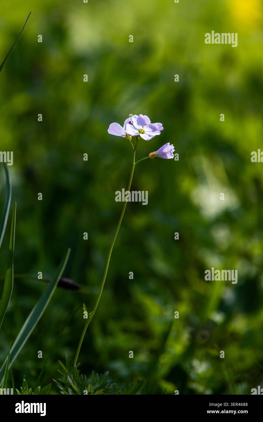 Lady's smock. Rose Cottage Garden Diary Stock Photo - Alamy