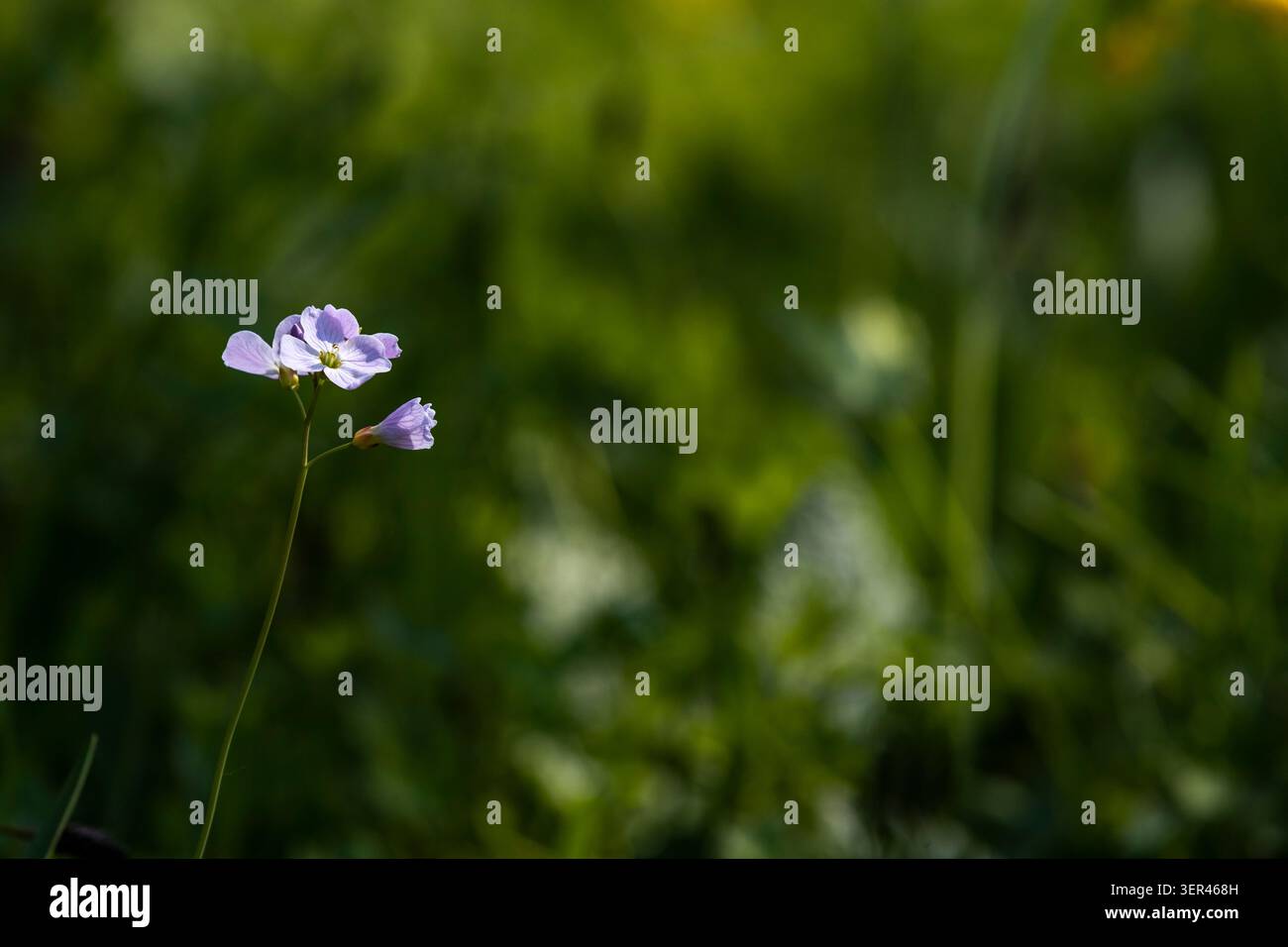 Lady's smock. Rose Cottage Garden Diary Stock Photo - Alamy