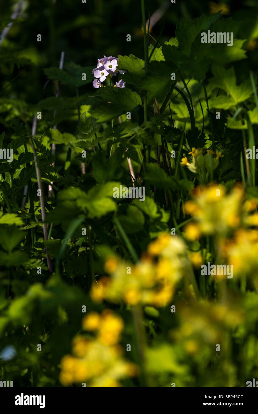 Lady's smock. Rose Cottage Garden Diary Stock Photo - Alamy