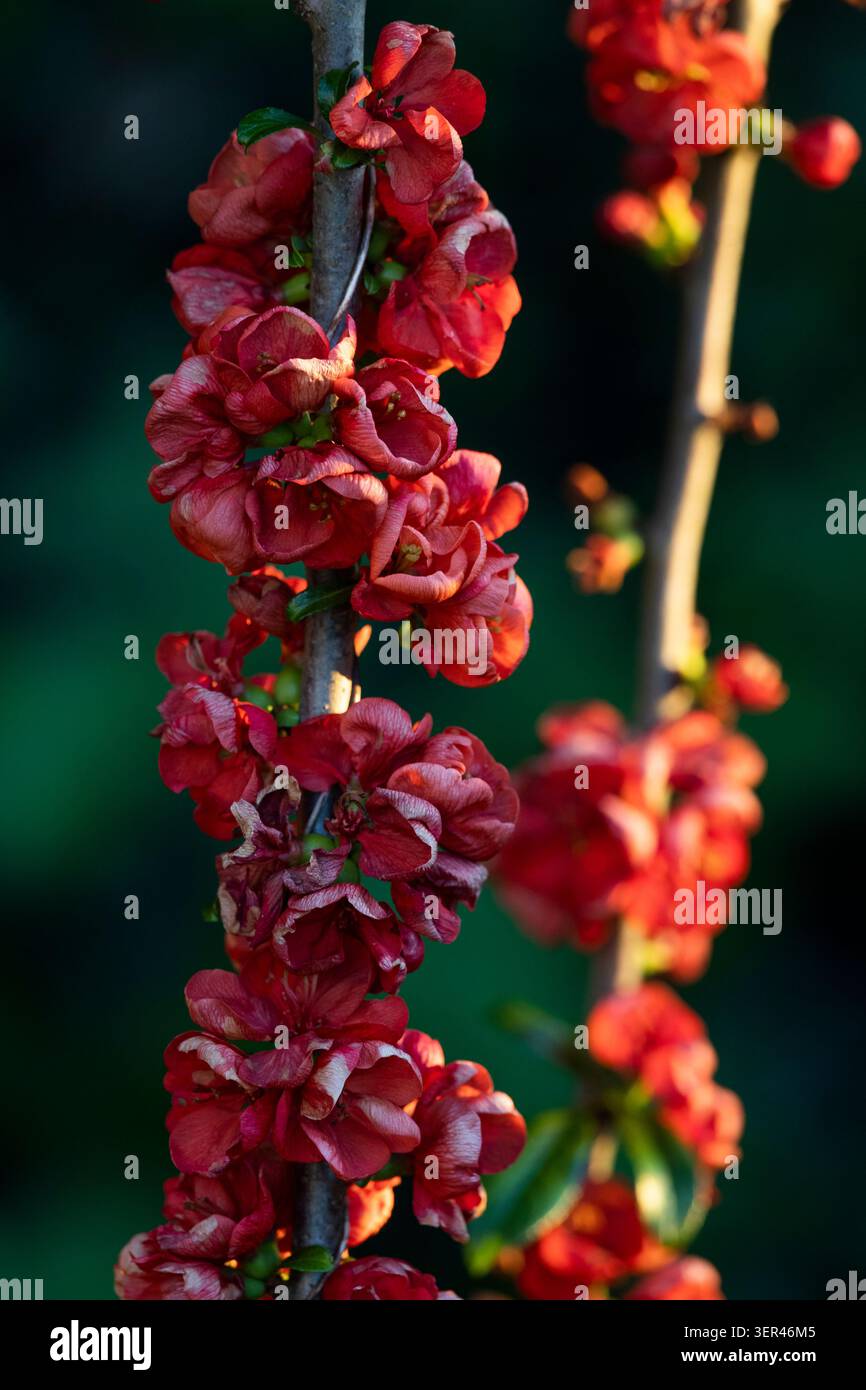 Quince flowers. Rose Cottage Garden Stock Photo - Alamy