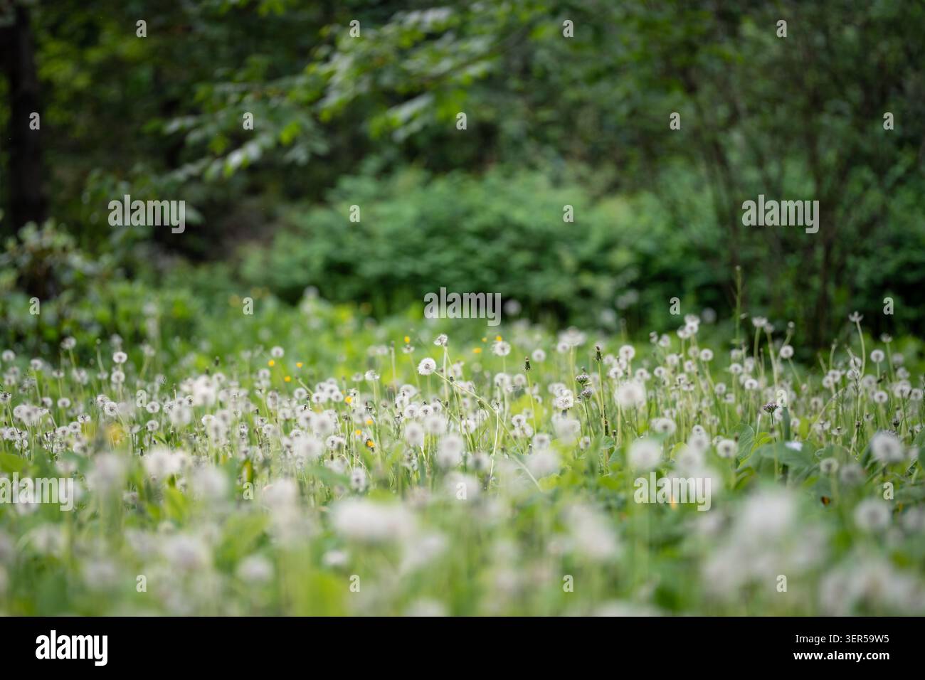 Abandoned park meadow covered with blooming wild Dandelions natural ...