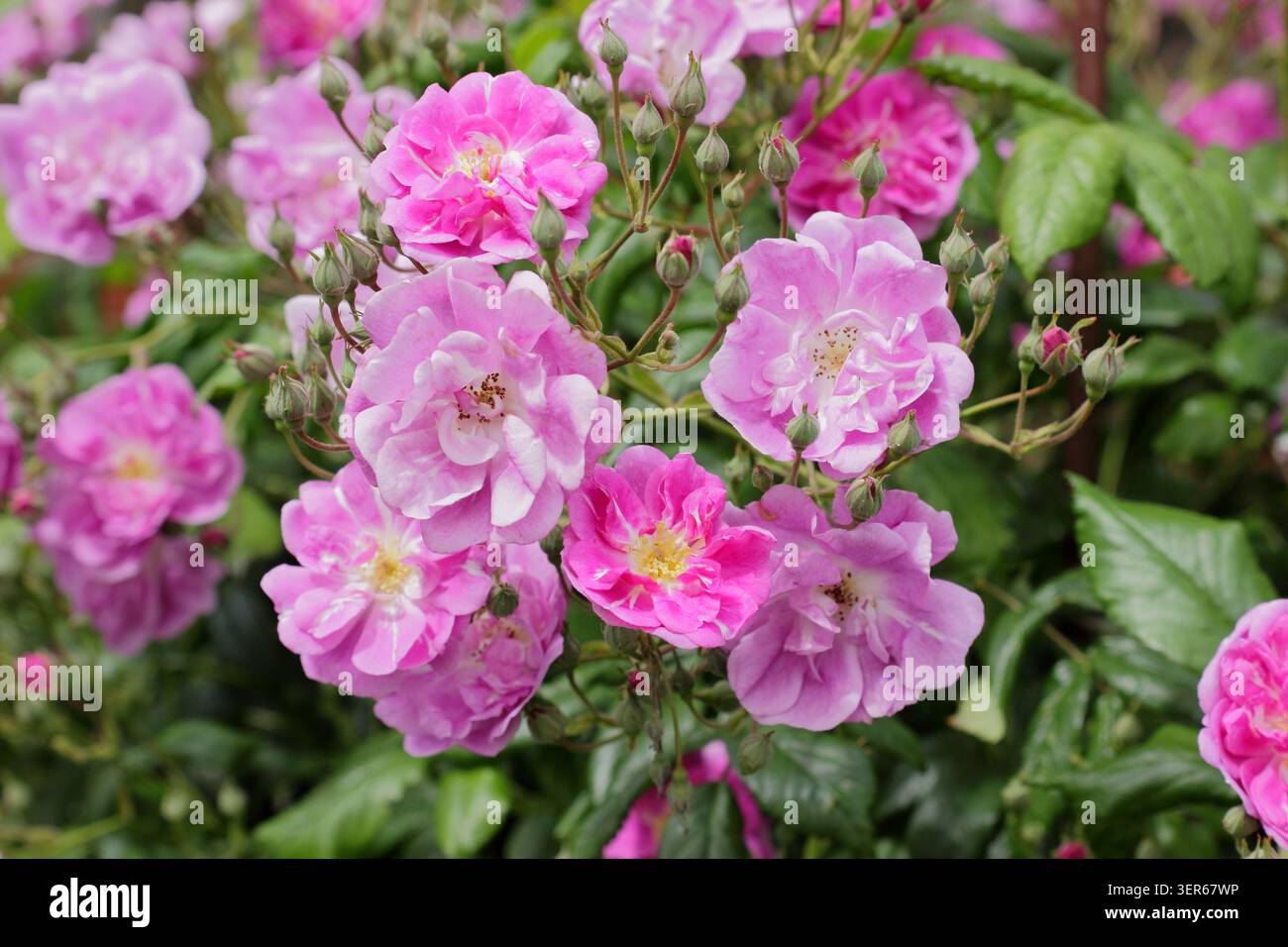 Rosa Purple Skyliner Stock Photo - Alamy