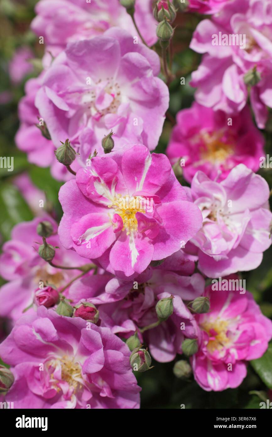 Rosa Purple Skyliner Stock Photo - Alamy
