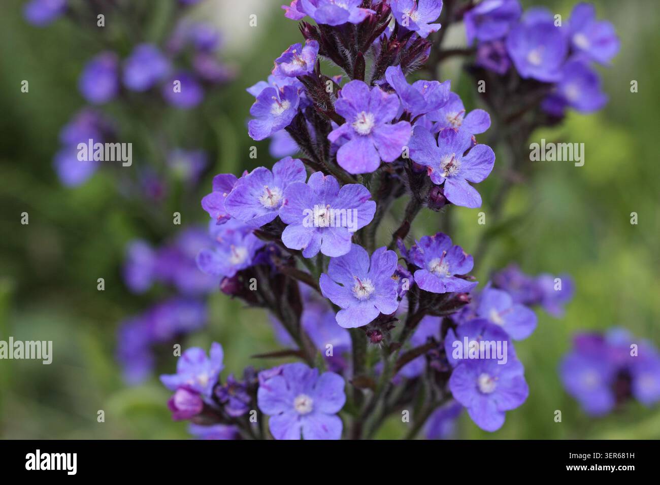 Anchusa azurea lodden royalist Stock Photo - Alamy