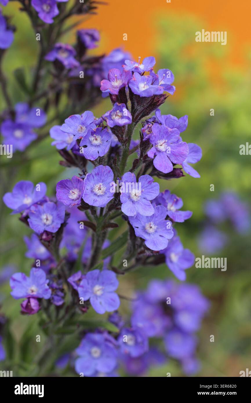 Anchusa azurea lodden royalist Stock Photo - Alamy