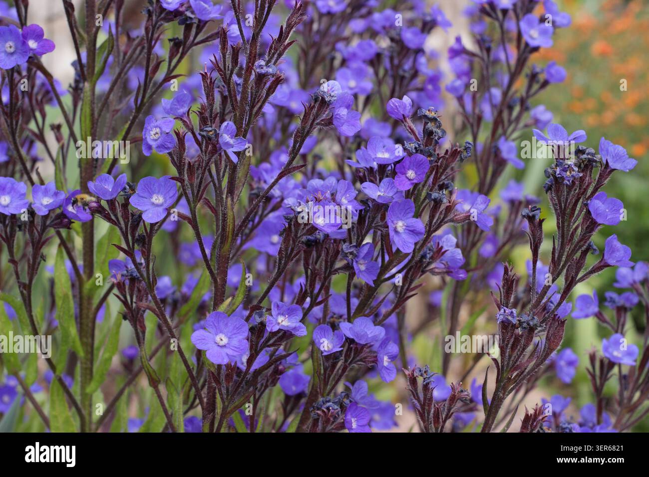 Anchusa azurea lodden royalist Stock Photo - Alamy