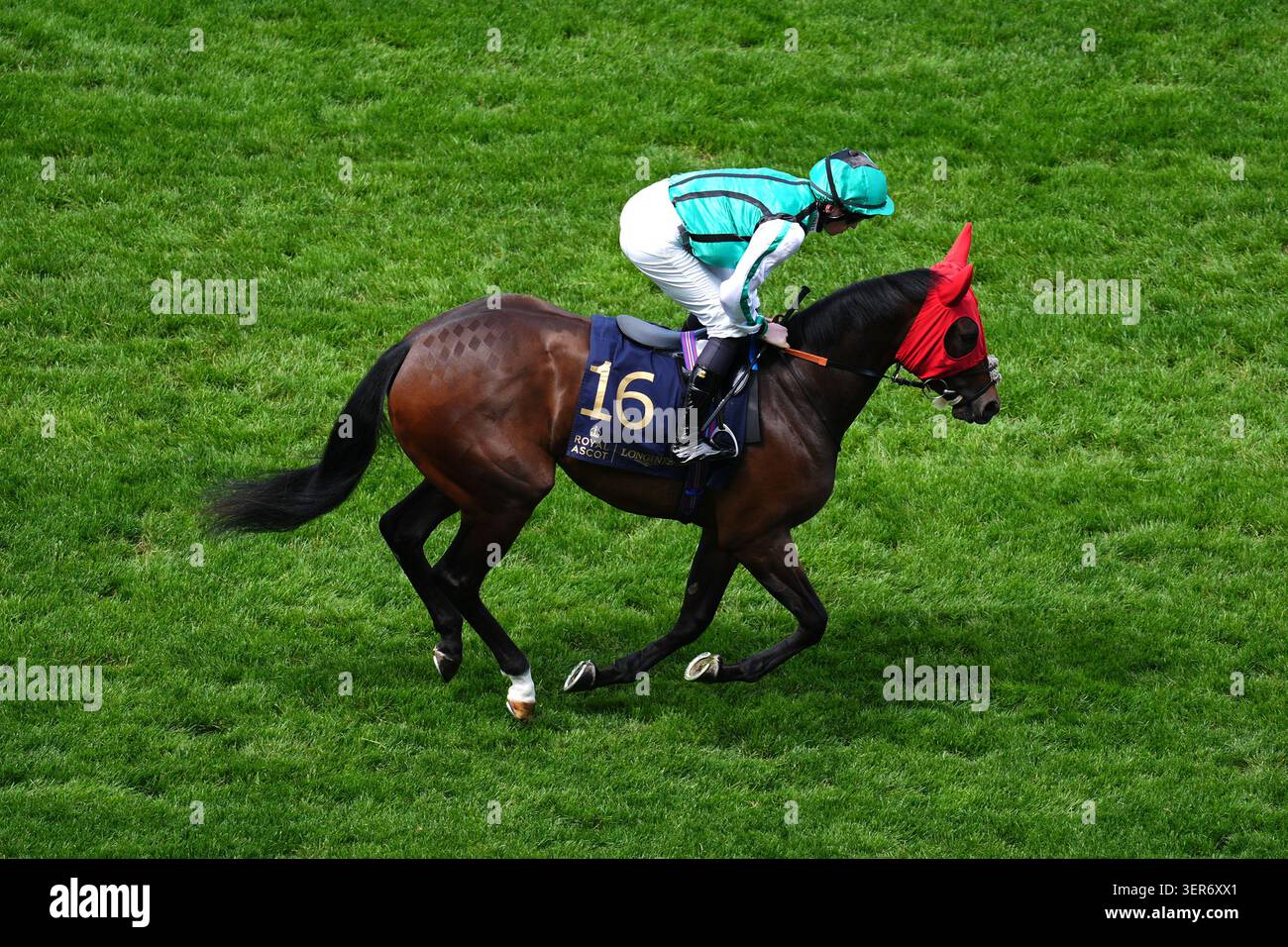 Miss Lizzy ridden by Paddy Bradley riding to post before the Queen Mary ...